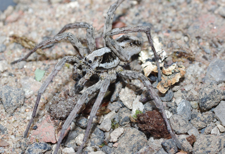 Surrey Wildlife Trust Rediscovers Great Fox-Spiders | Surrey Wildlife Trust